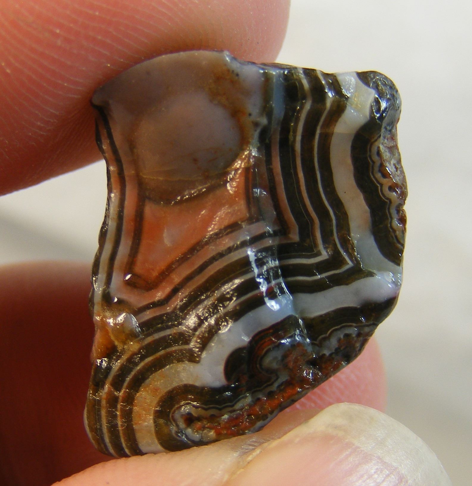 Gemmy Fairburn Agate from South Dakota