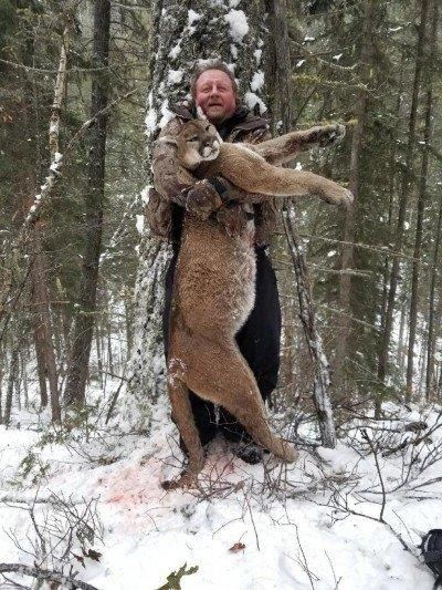 7 Day Cougar Hunt in British Columbia