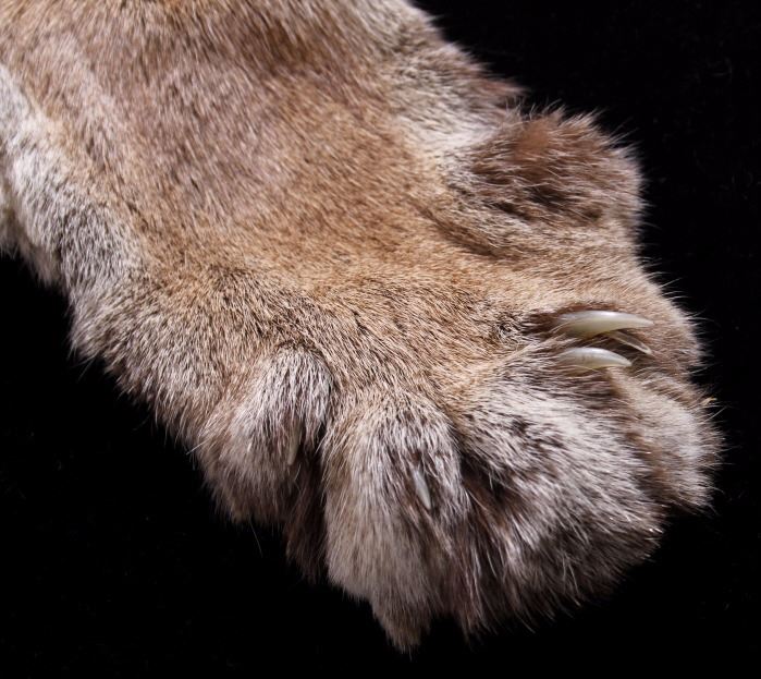 Native American Indian Mountain Lion Hide Cape