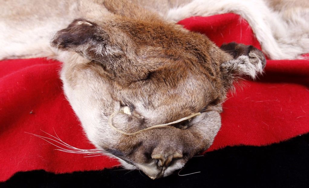 Native American Indian Mountain Lion Hide Cape