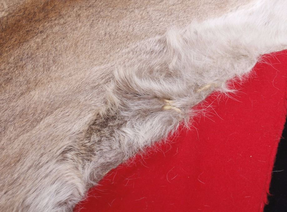 Native American Indian Mountain Lion Hide Cape