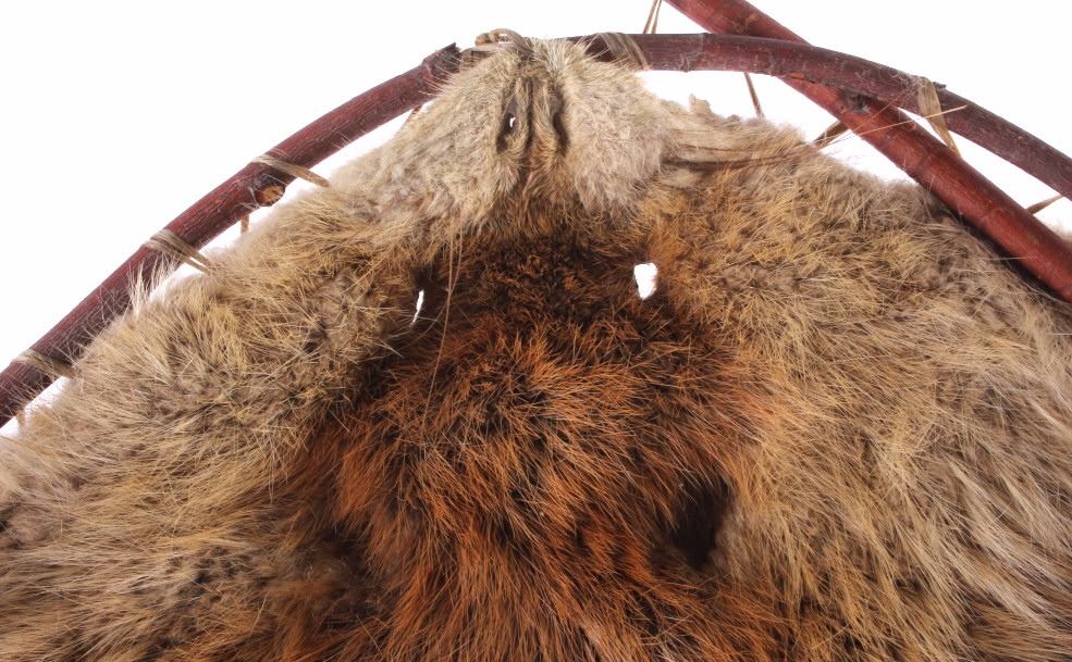 Montana Tanned Beaver Hide on Willow Branch Hoop