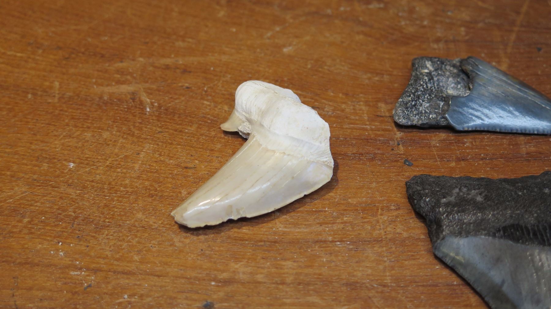 Fossil 5 Fossilized Sharks Teeth Oahu Auctions