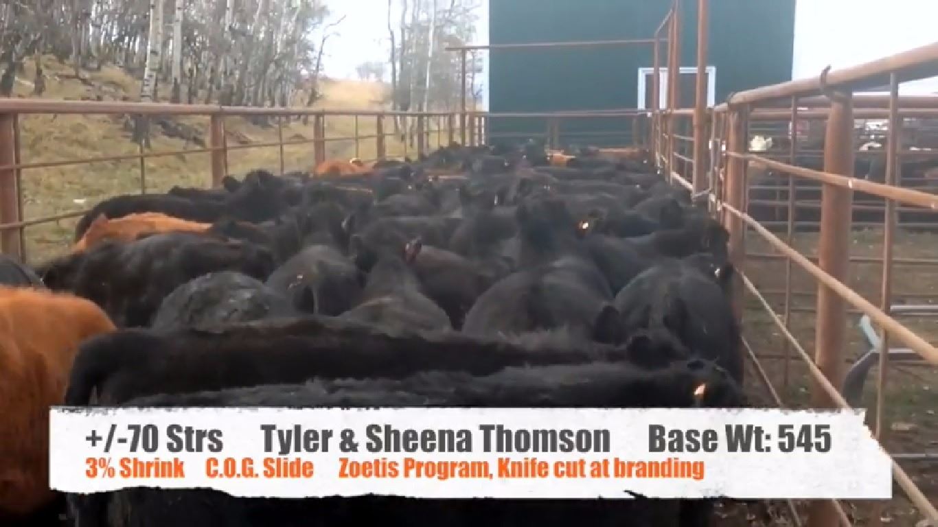 Tyler & Sheena Thomson - Black Diamond, AB +/- Steers
