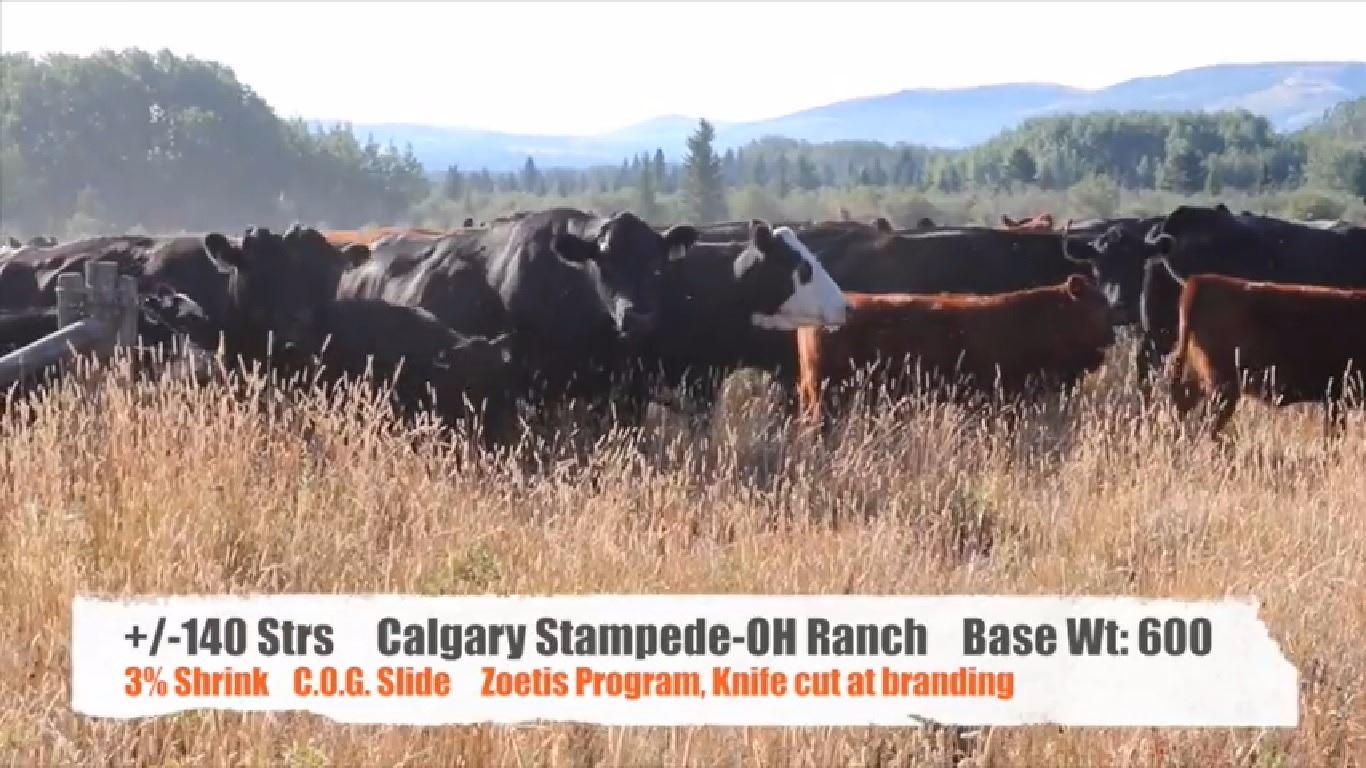 Calgary Stampede OH Ranch-Longview AB. +/- Steers