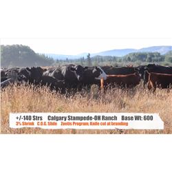 Calgary Stampede OH Ranch-Longview AB. +/- Steers