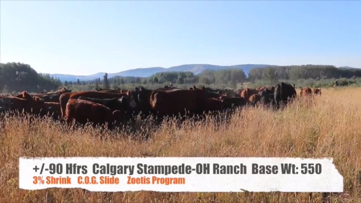 Calgary Stampede OH Ranch-Longview AB. +/- Heifers