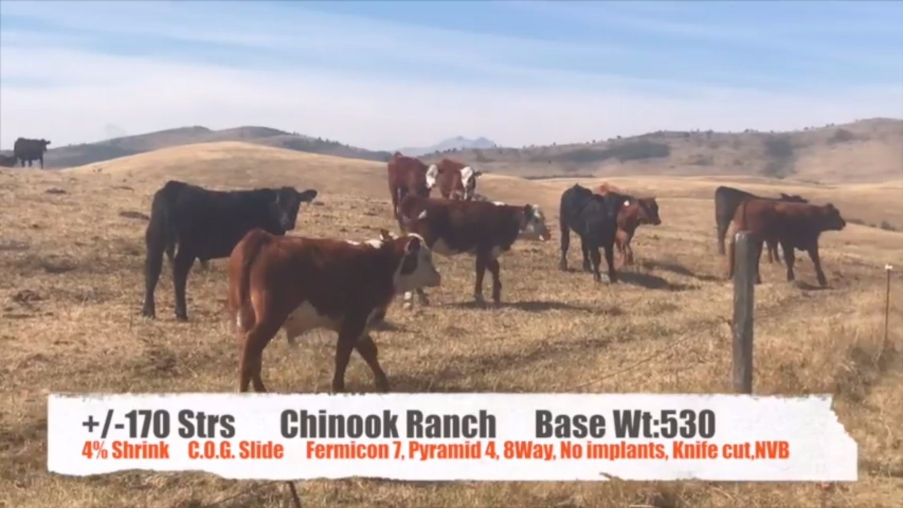 Chinook Ranch-Longview, AB +/- Steers