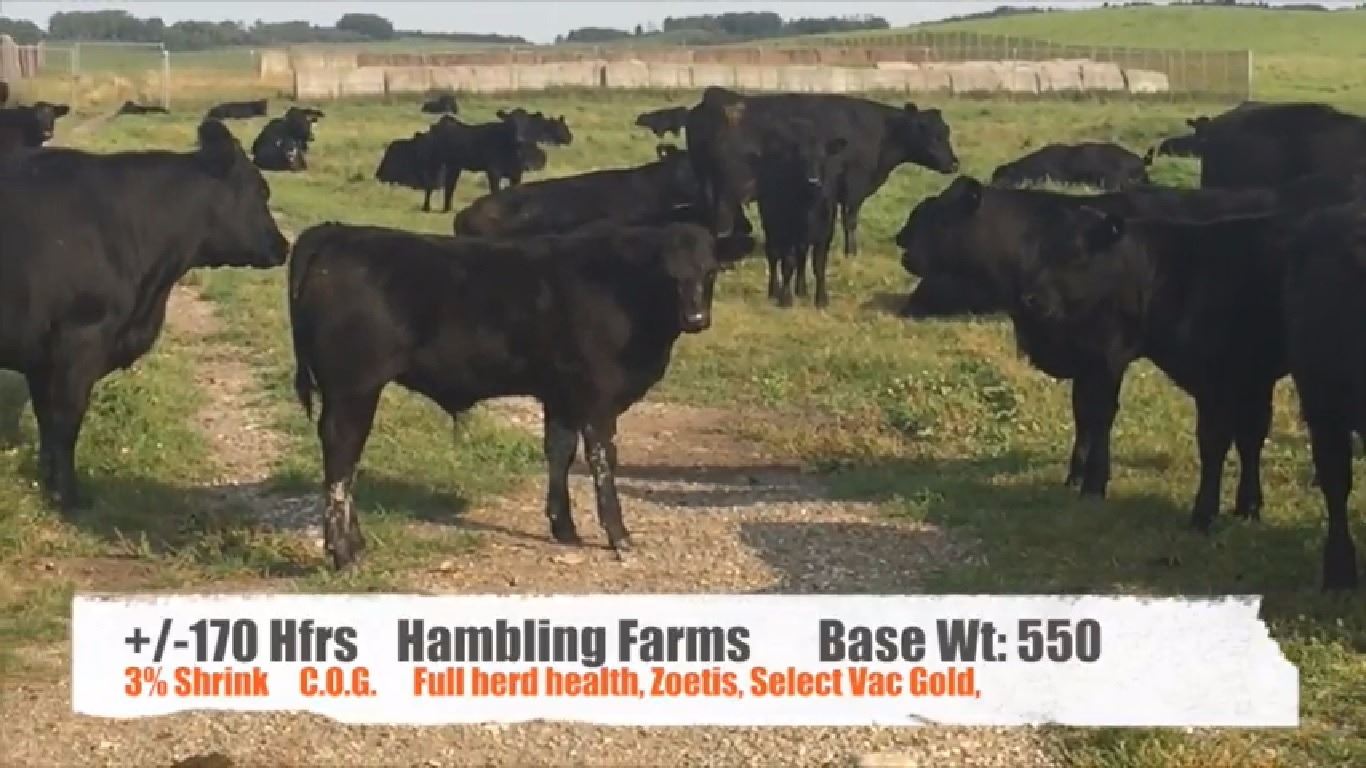 Hambling Farms-High River, AB +/- Heifers