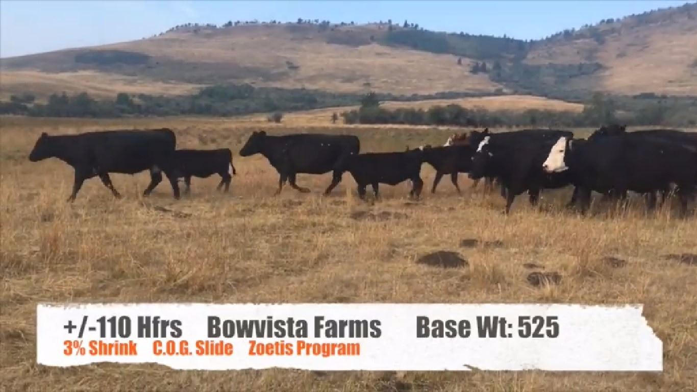 Bow Vista Farms - Longview, AB +/- Heifers