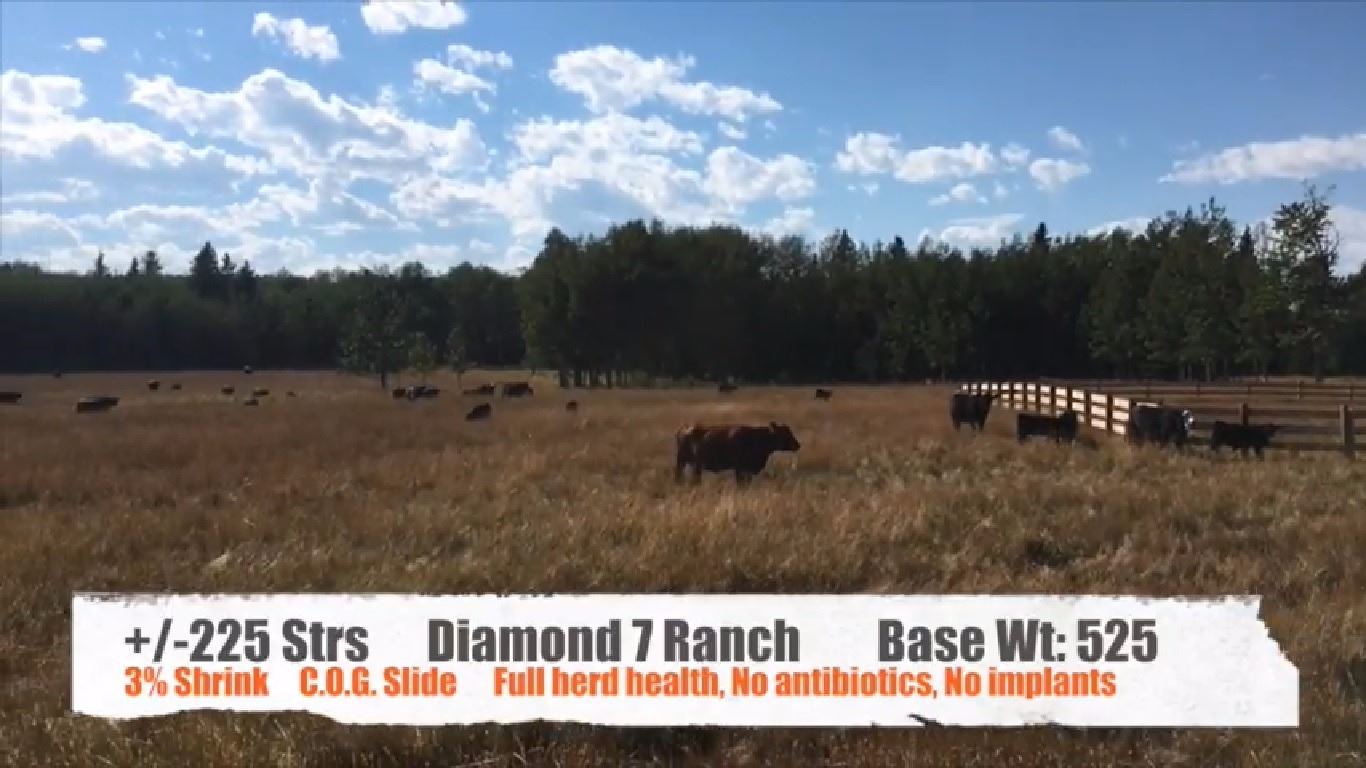 Diamond 7 Ranches-Cochrane, AB +/- Steers