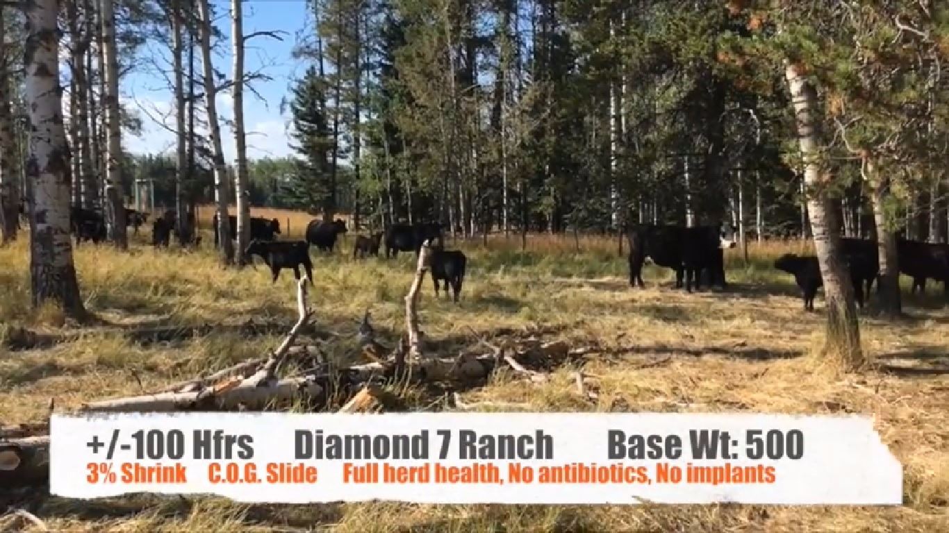 Diamond 7 Ranches-Cochrane, AB +/- Heifers