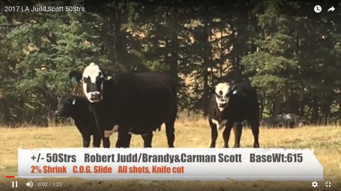 Robert Judd & Brandy/Carman Scott-Dogpound, AB +/- Steers