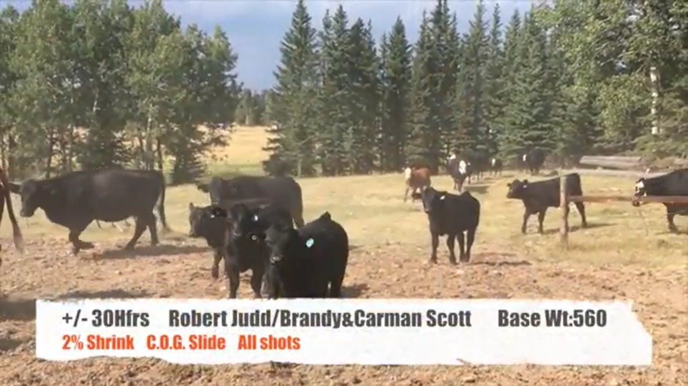 Robert Judd & Brandy/Carman Scott-Dogpound, AB +/- Heifers
