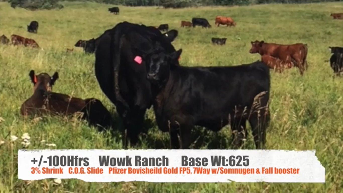 Wowk Ranch Ltd.-Vermillion , AB +/- Heifers
