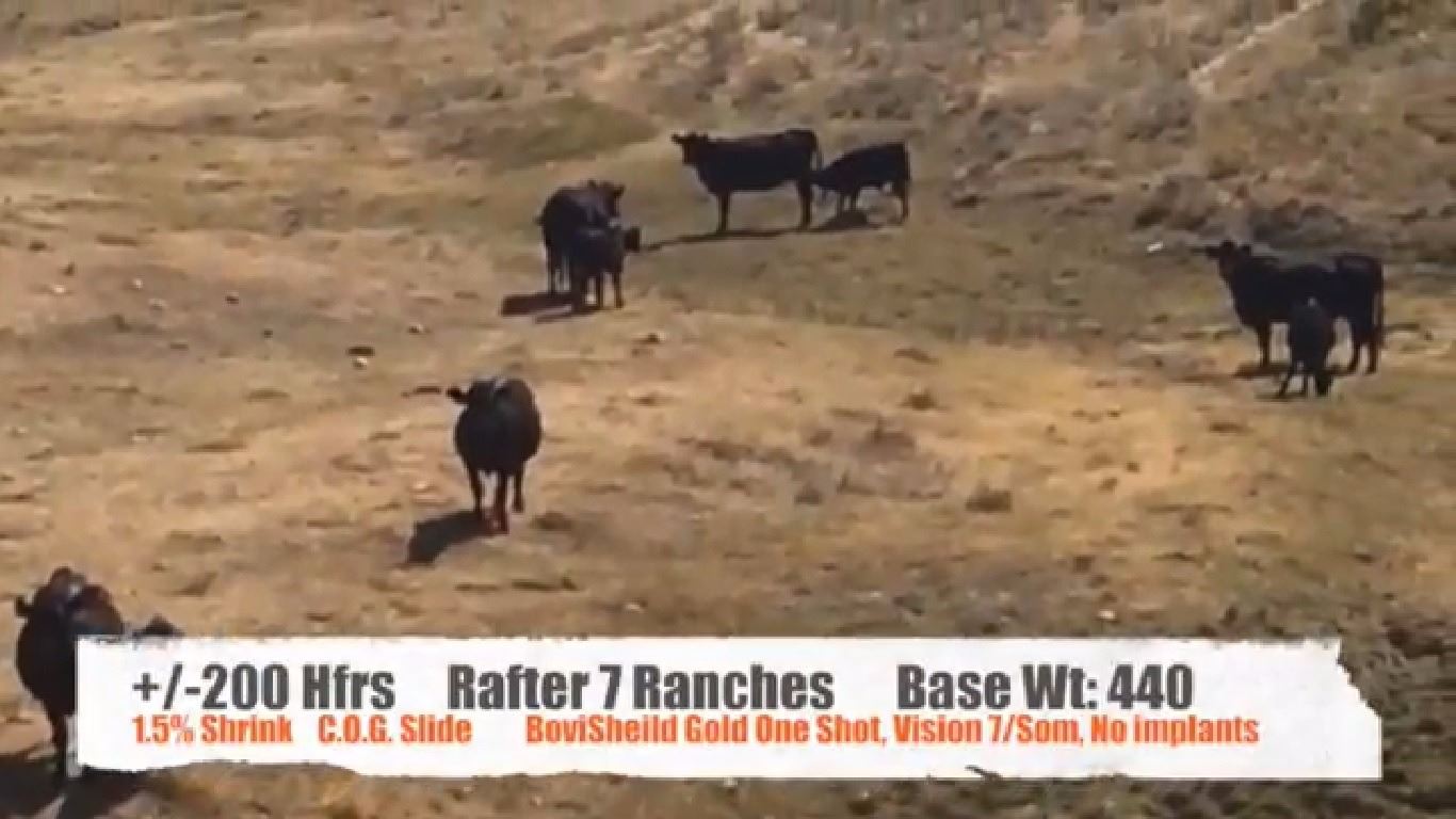 Rafter 7 Ranches - Bracken, SK +/- Heifers