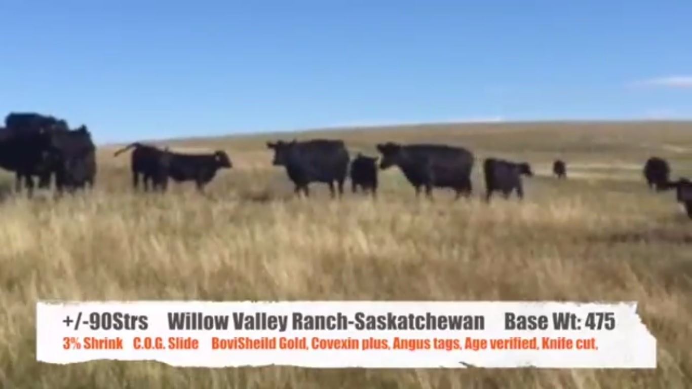 Willow Valley Ranch - Glidden, SK +/- Steers