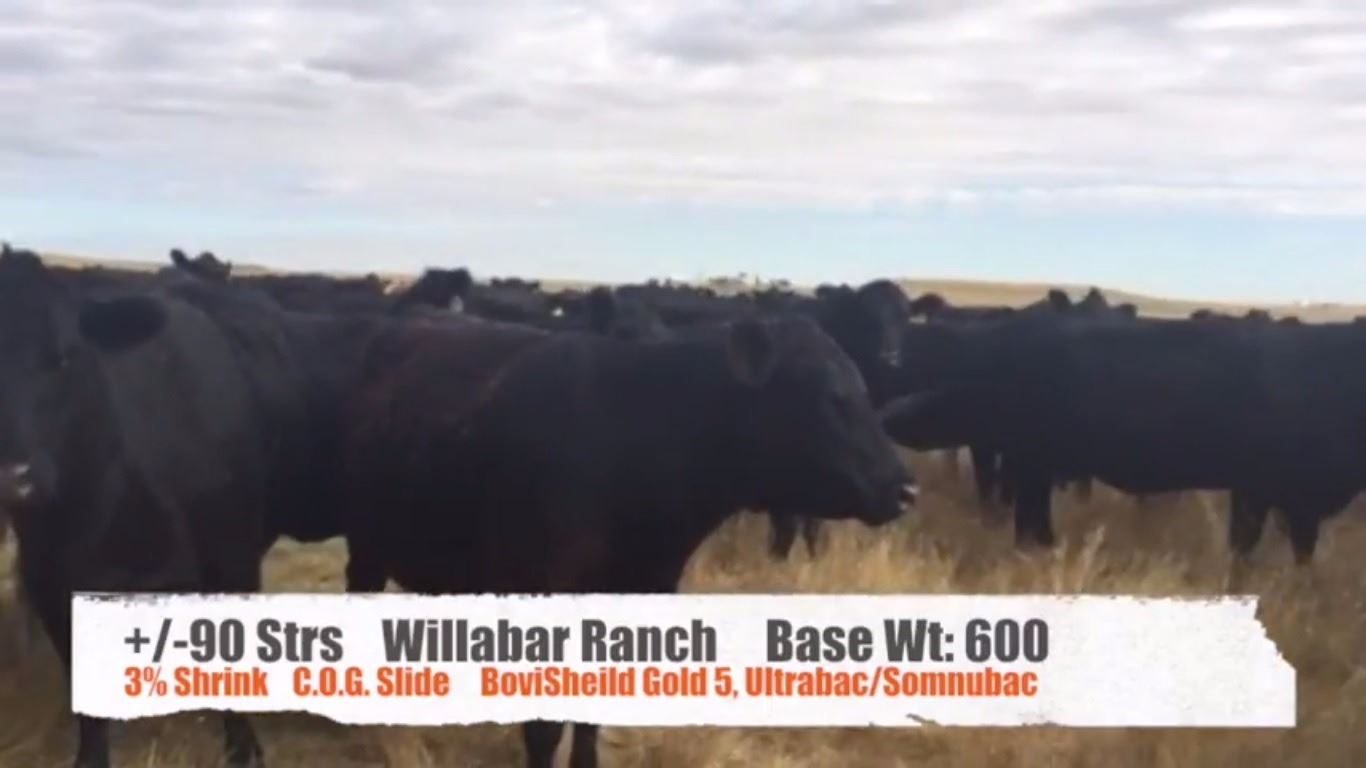 Willabar Ranch (Andy&Ramona Hart) - Claresholm, AB +/- Steers