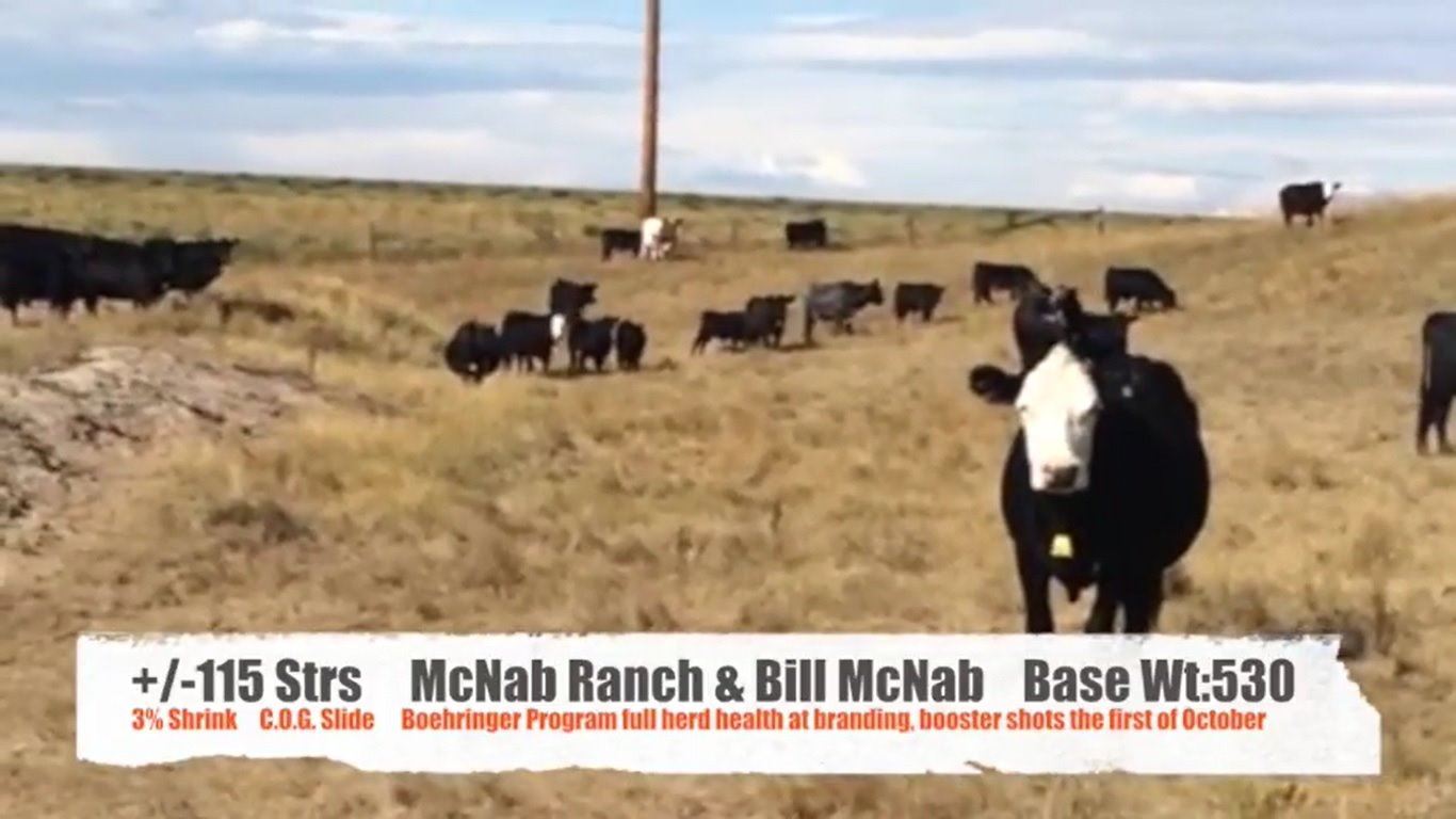 McNab Ranch/Bill McNab-Fort Macleod, AB +/- Steers