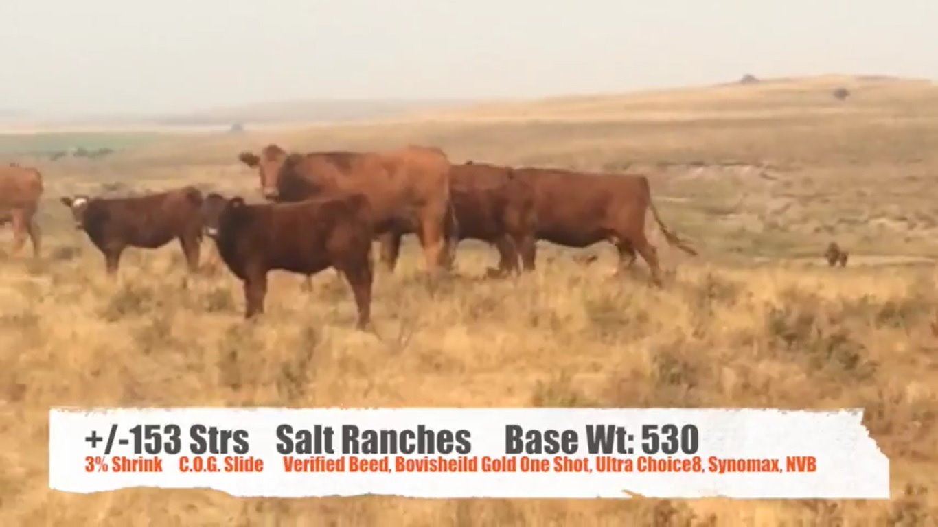 Salt Ranches - Cardston, AB +/- Steers