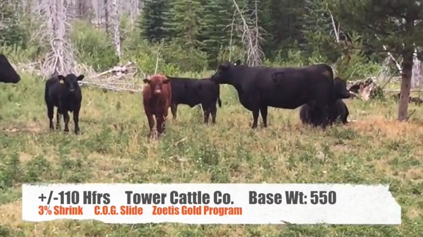 Tower Cattle Co Pincher Creek AB +/- Heifers