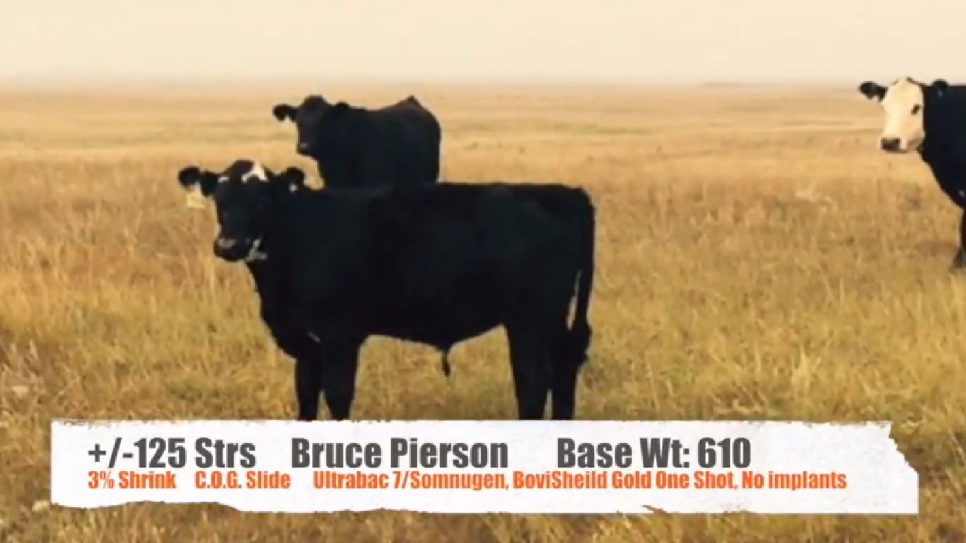 Bruce Pierson-Wardlow, AB +/- Steers