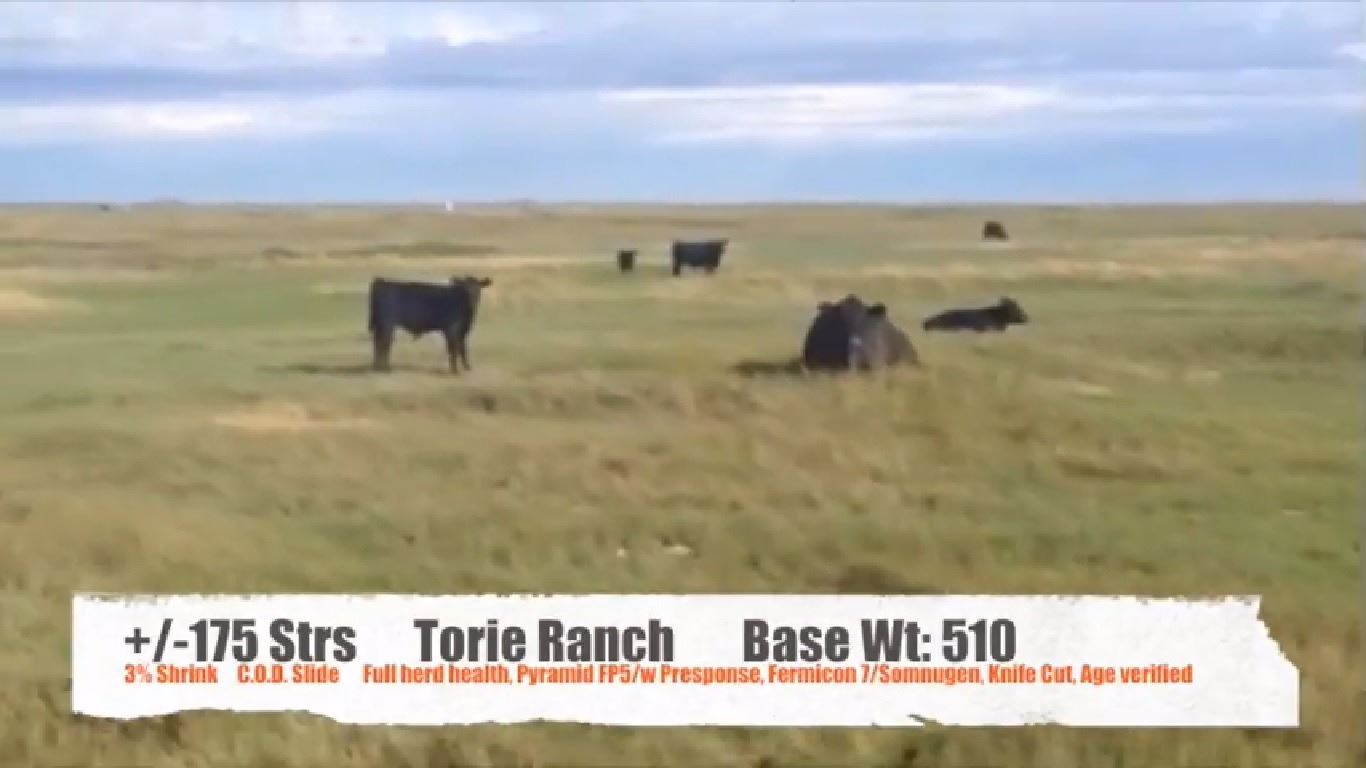 Torie Ranch-Sunnynook, AB +/- Steers