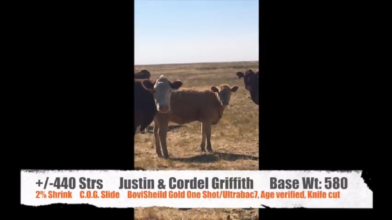 Justin & Cordel Griffith-Cessford, AB +/- Steers