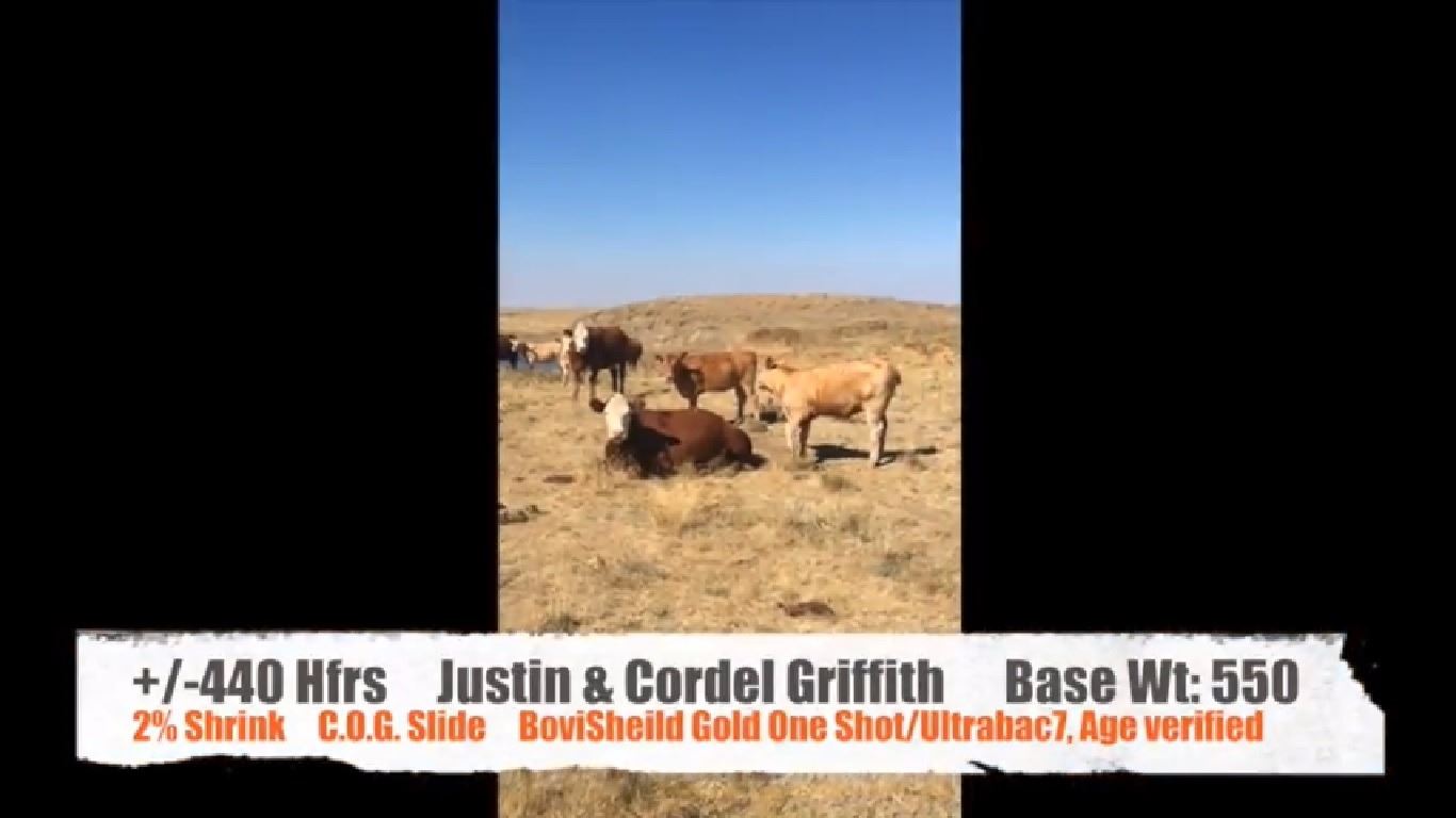 Justin & Cordel Griffith-Cessford, AB +/- Heifers