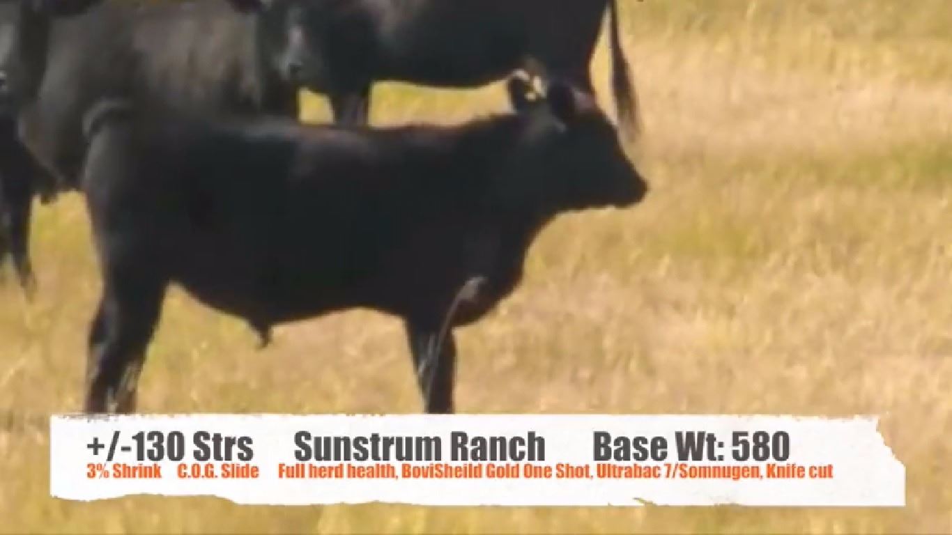 Sunstrum Ranch / Bruce Sunstrum - Cessford, AB +/- Steers