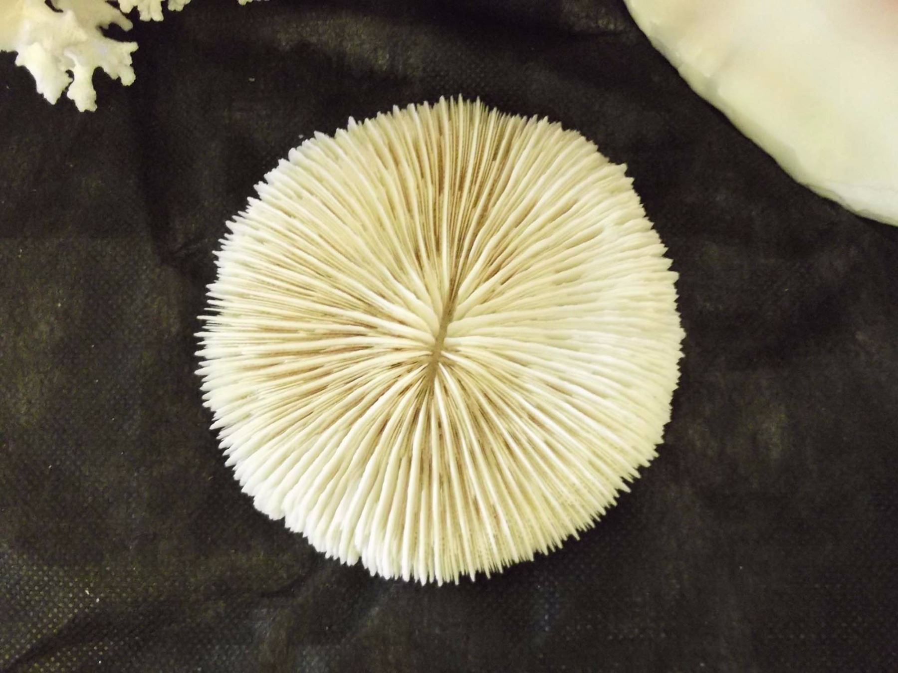 Natural White Coral Reef Specimens And Large Queen Conch Shell