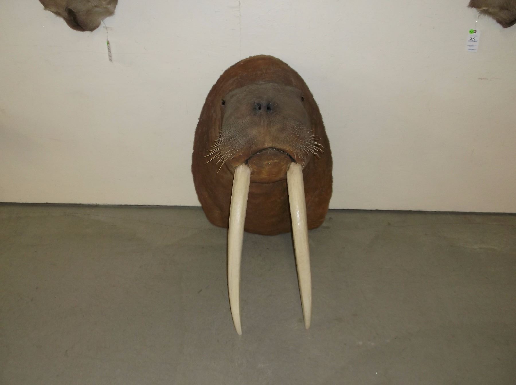 Walrus Mount- 26" Faux Ivory Tusks