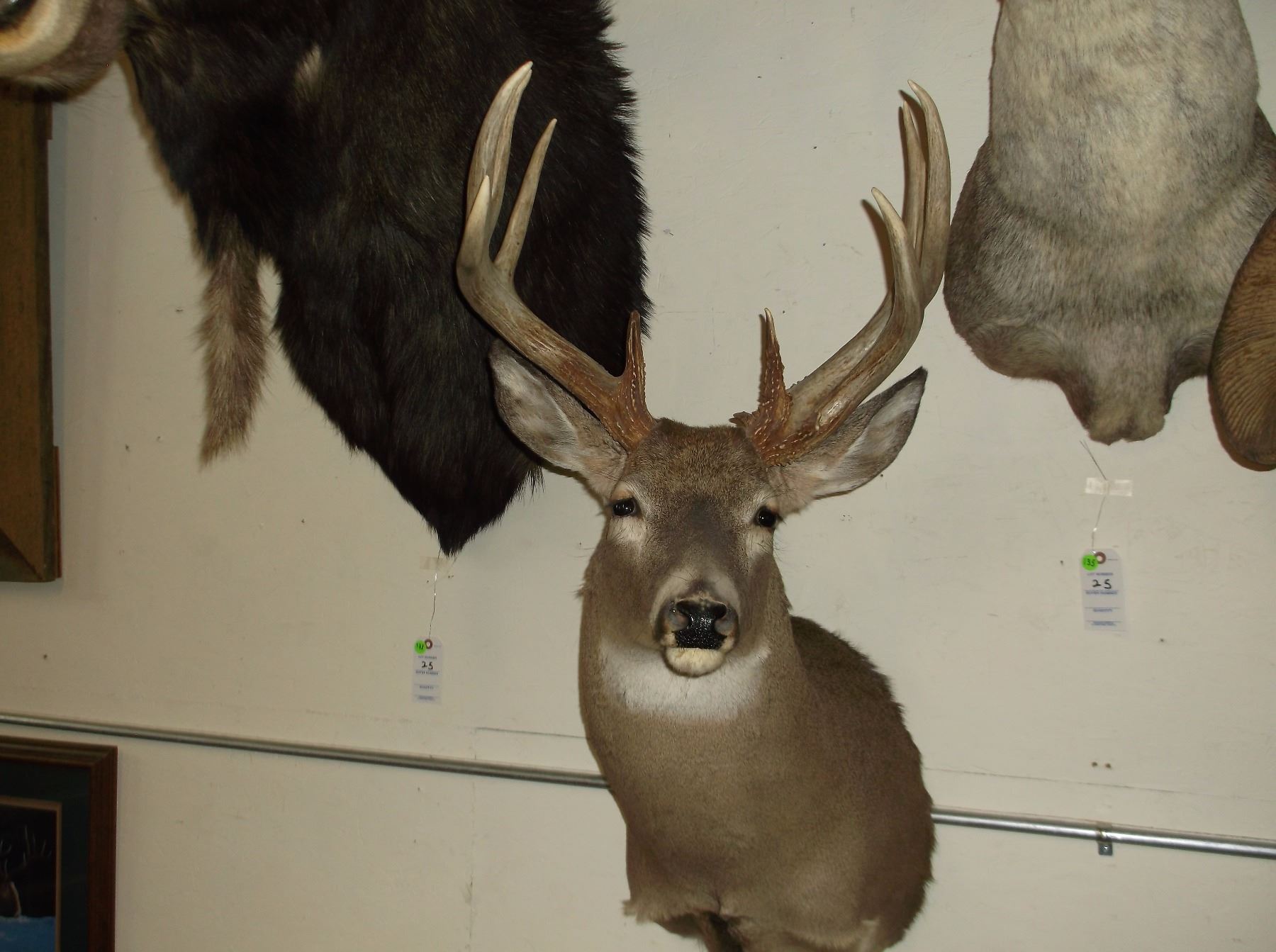 Non Typical Whitetail Mount- Very Heavy- Upper 140's" Class Buck