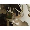 Non Typical Whitetail Mount- Very Heavy- Upper 140's" Class Buck