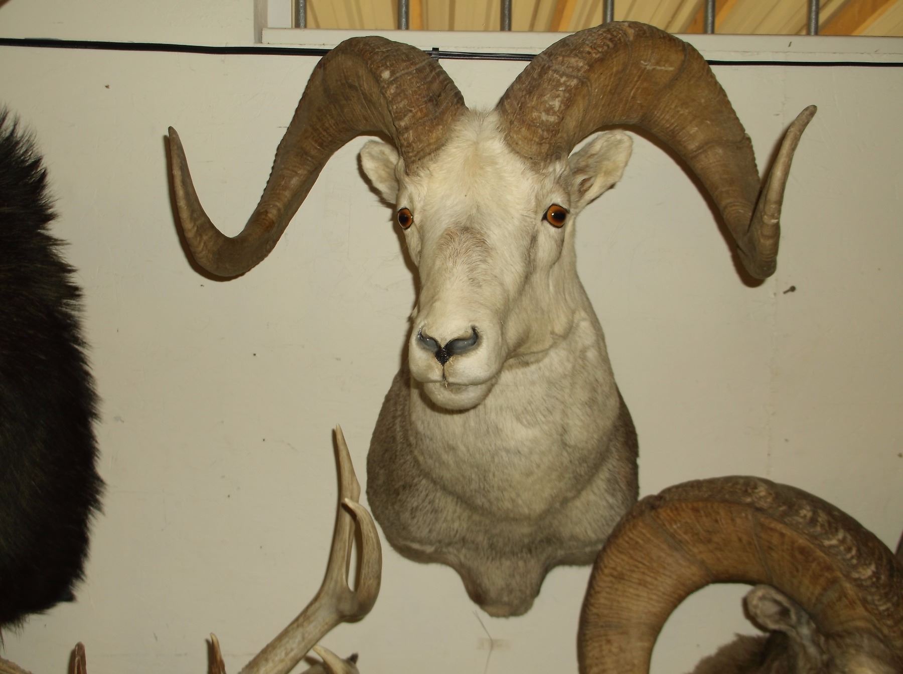 Stone Sheep Mount- 13.5" Bases- 35.5" Horns