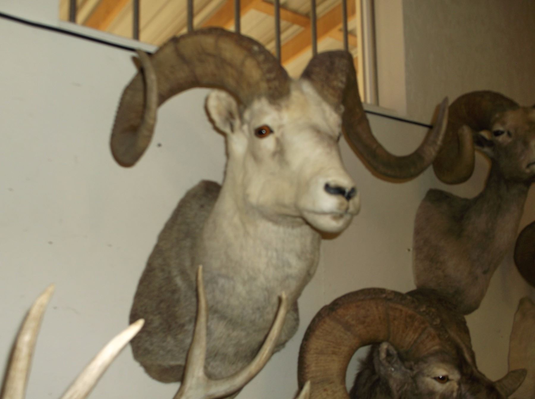 Stone Sheep Mount- 13.5" Bases- 35.5" Horns