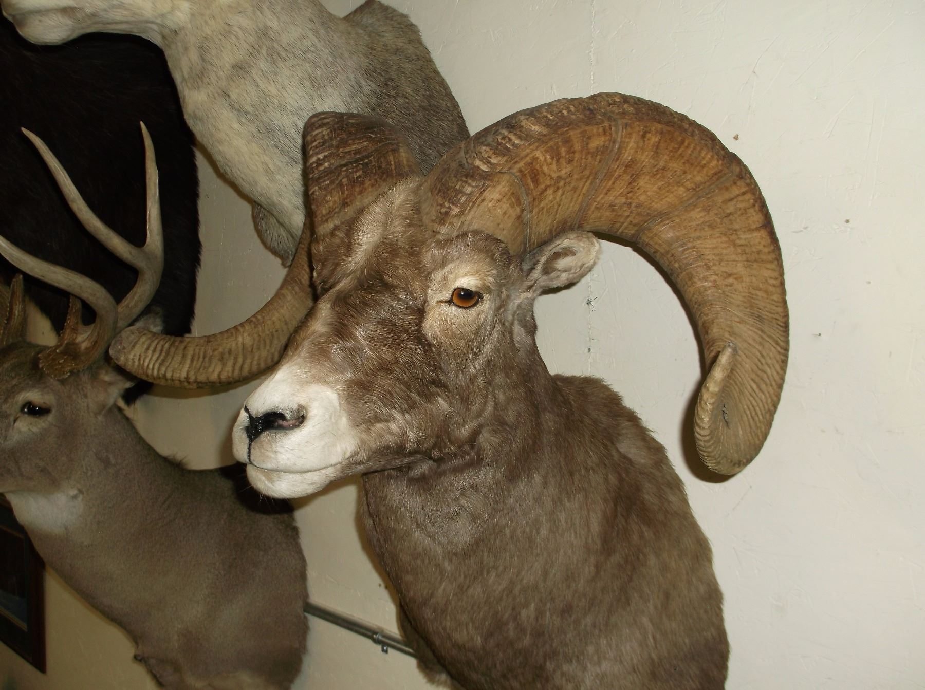 Rocky Mountain Bighorn Mount- Bases 15.5"- Horns 38" One Side Slightly ...