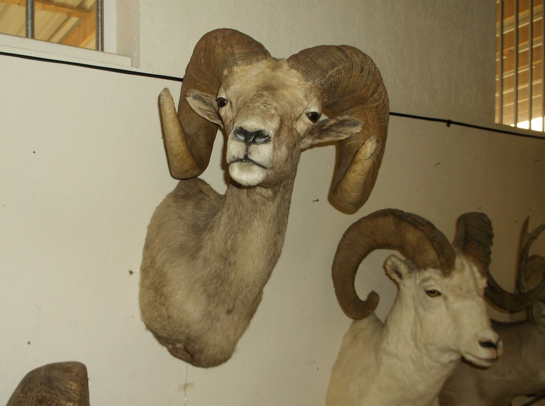 Desert Big Horn Mount- Bases 15"- Horns 36"- One Side Slightly Broomed