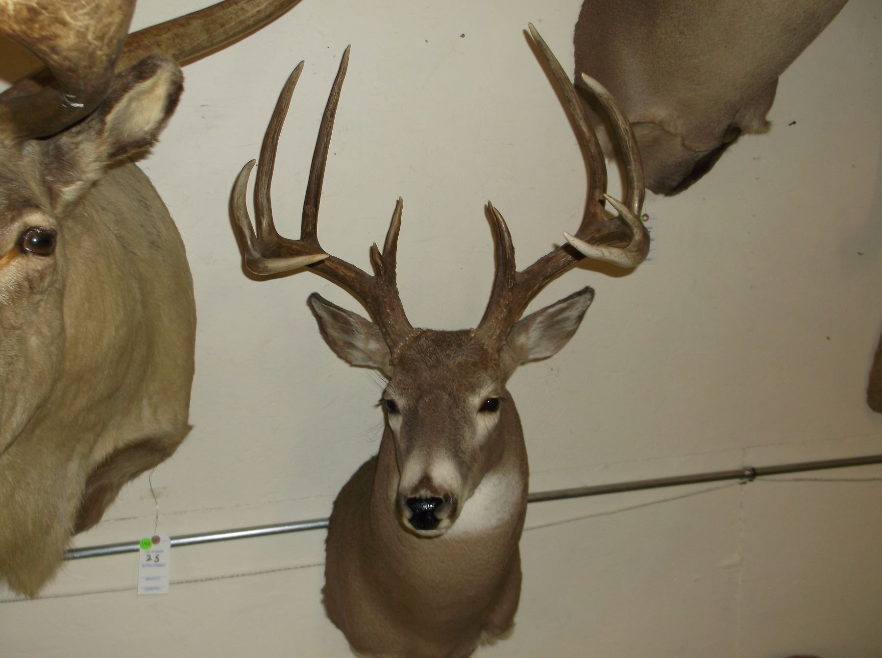 Non Typical Whitetail Mount- Upper 150'S" Class Buck