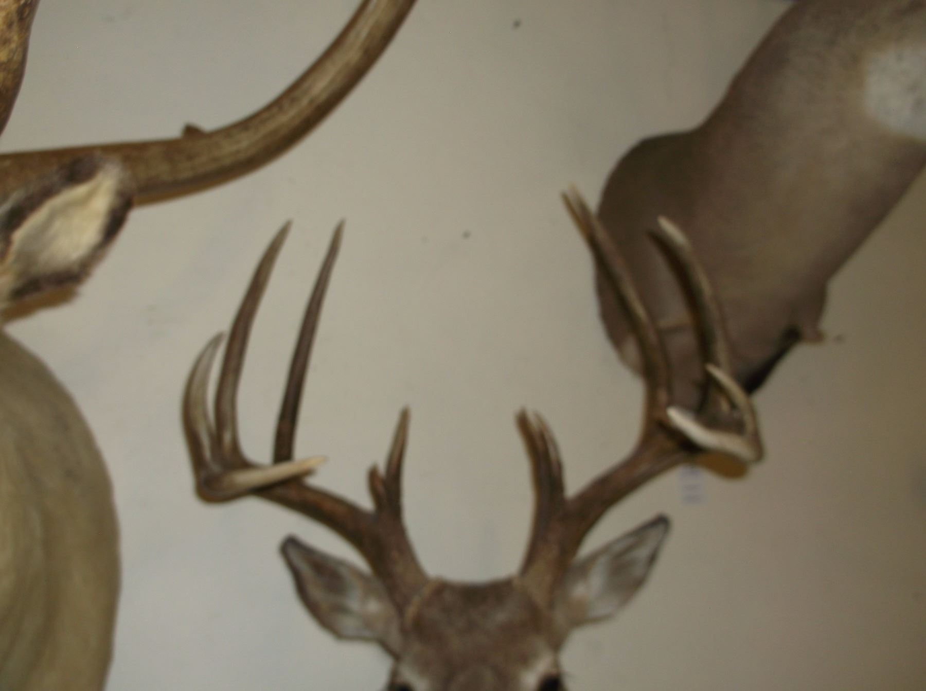 Non Typical Whitetail Mount- Upper 150'S" Class Buck