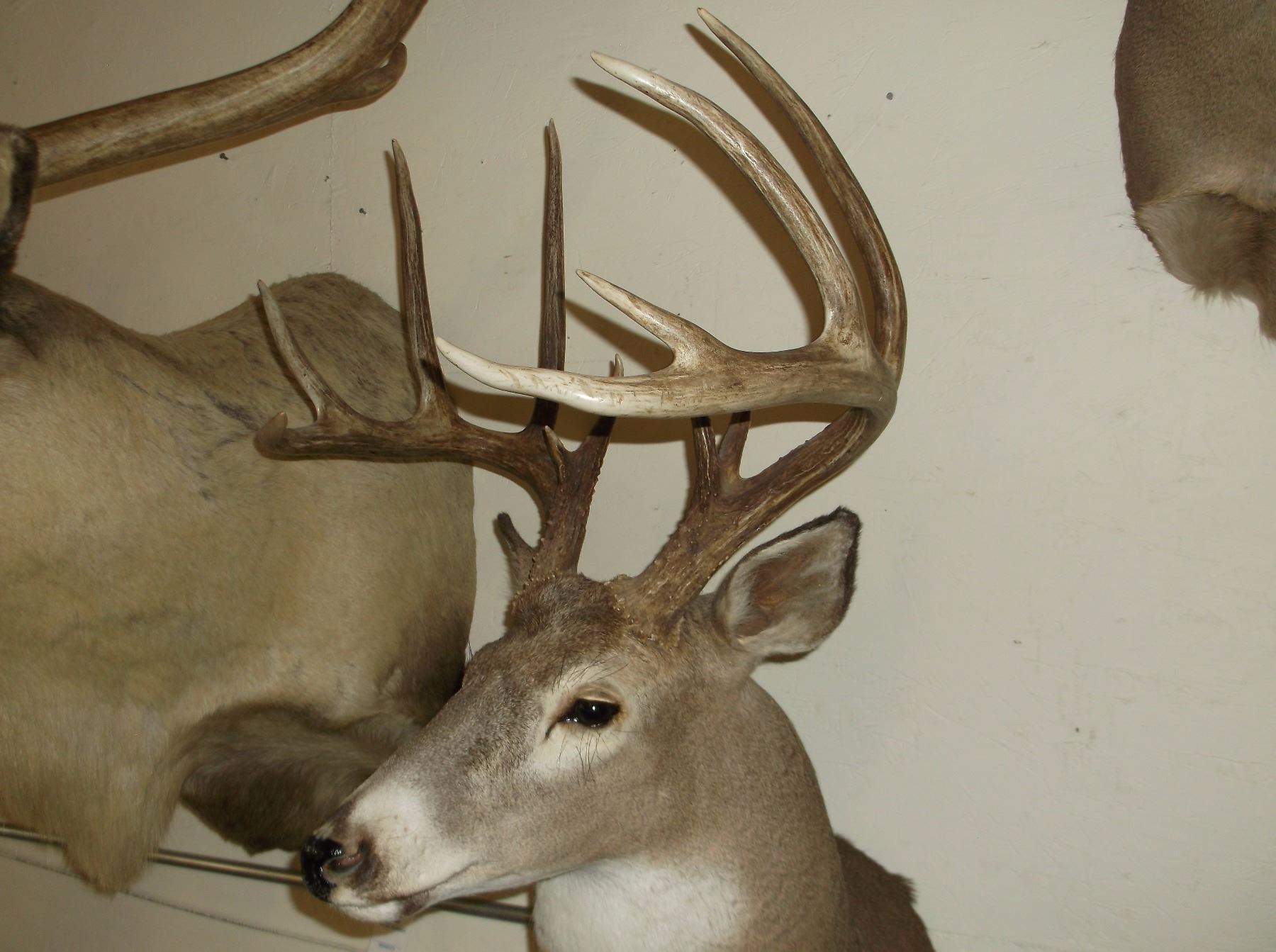 Non Typical Whitetail Mount- Upper 150'S" Class Buck