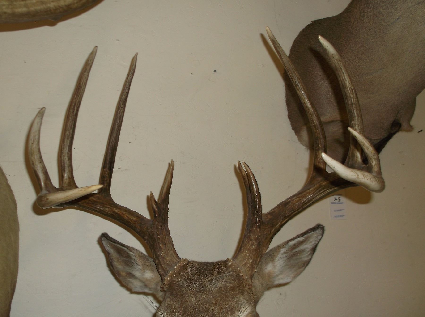Non Typical Whitetail Mount- Upper 150'S" Class Buck