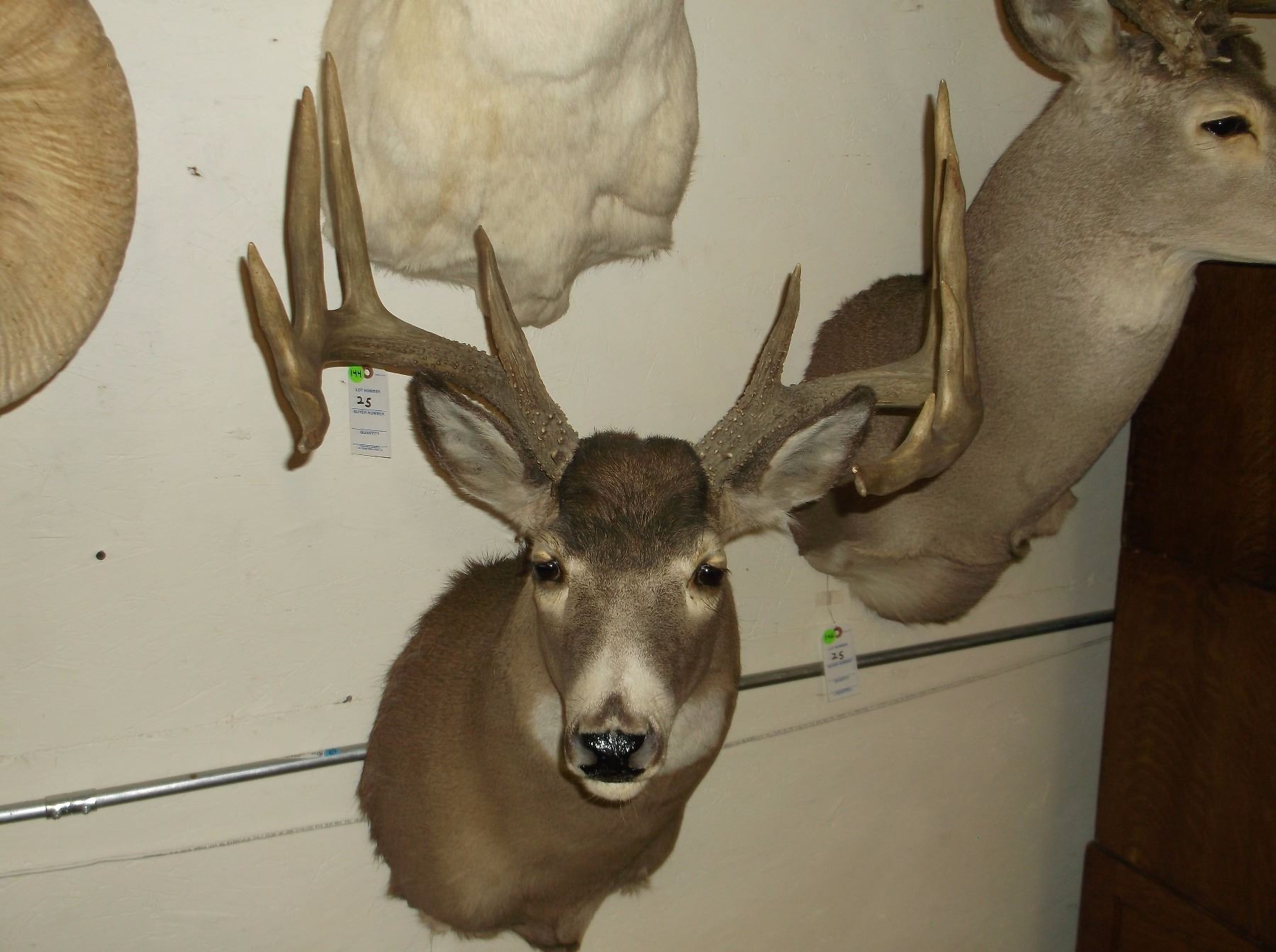 Typical Whitetail Mount- 150" Class Buck