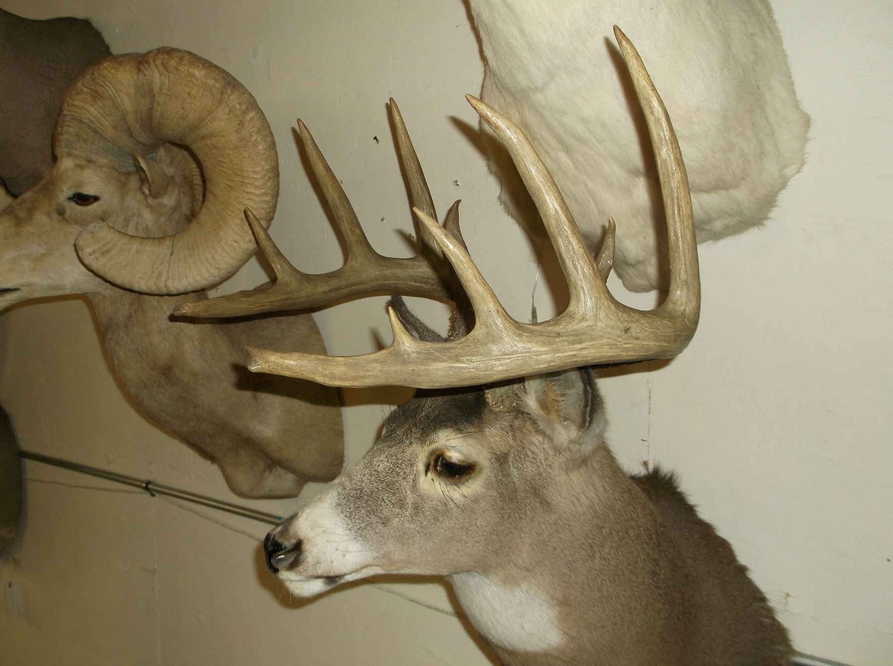 Typical Whitetail Mount- 150" Class Buck