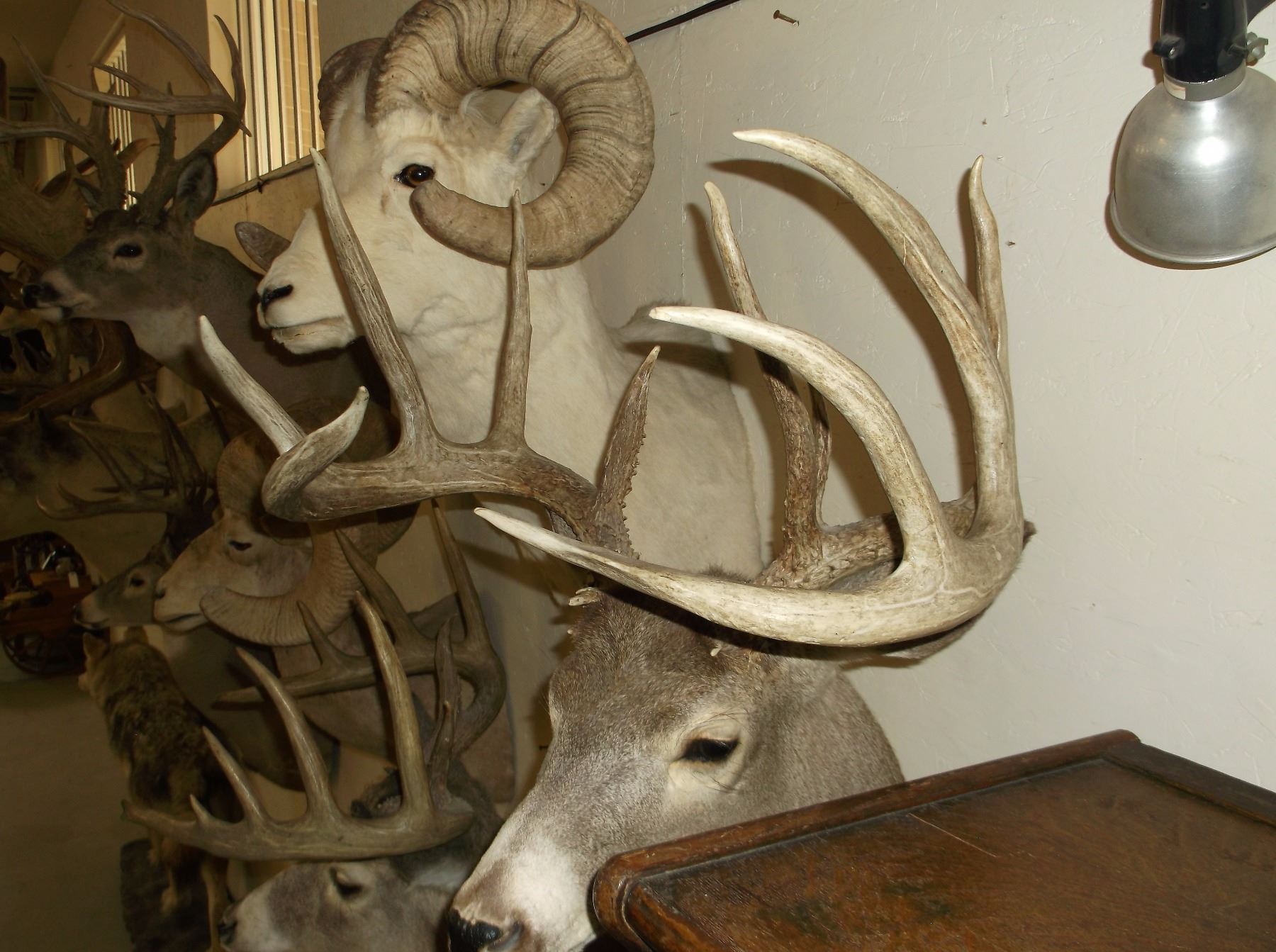 Non Typical Whitetail Mount- 160+" Class Buck