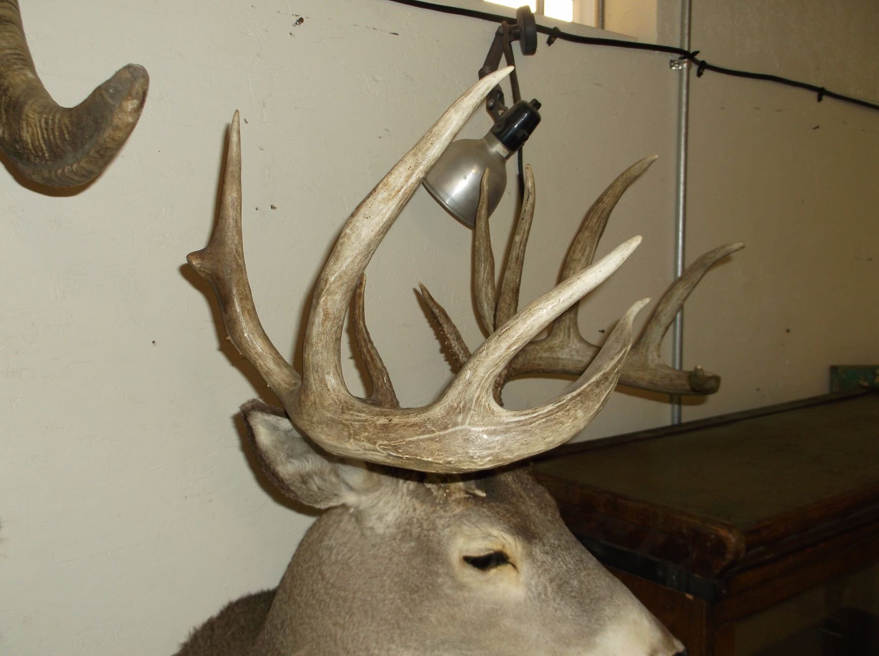 Non Typical Whitetail Mount- 160+" Class Buck