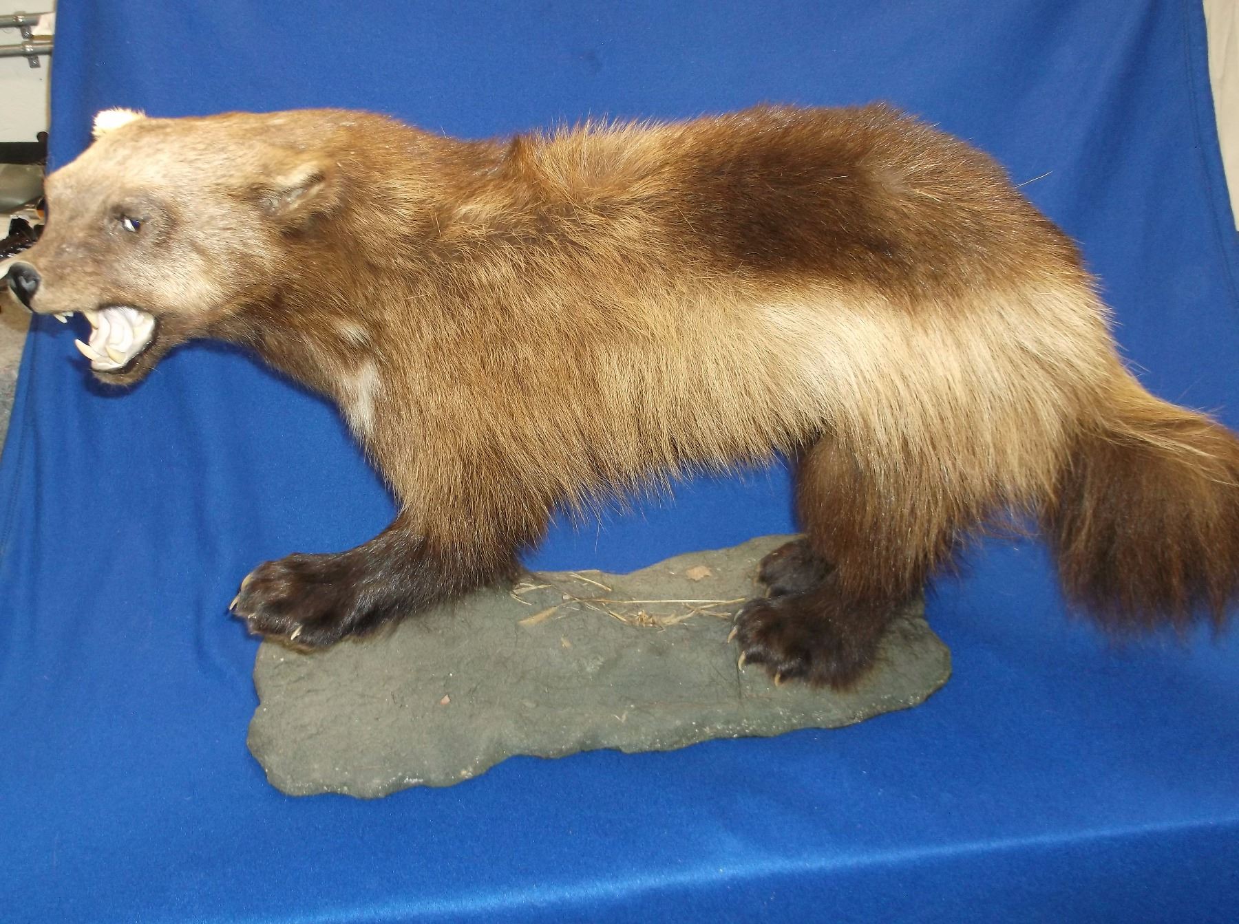 Full Mount Wolverine- Tagged- Base- 20"H X 35"L