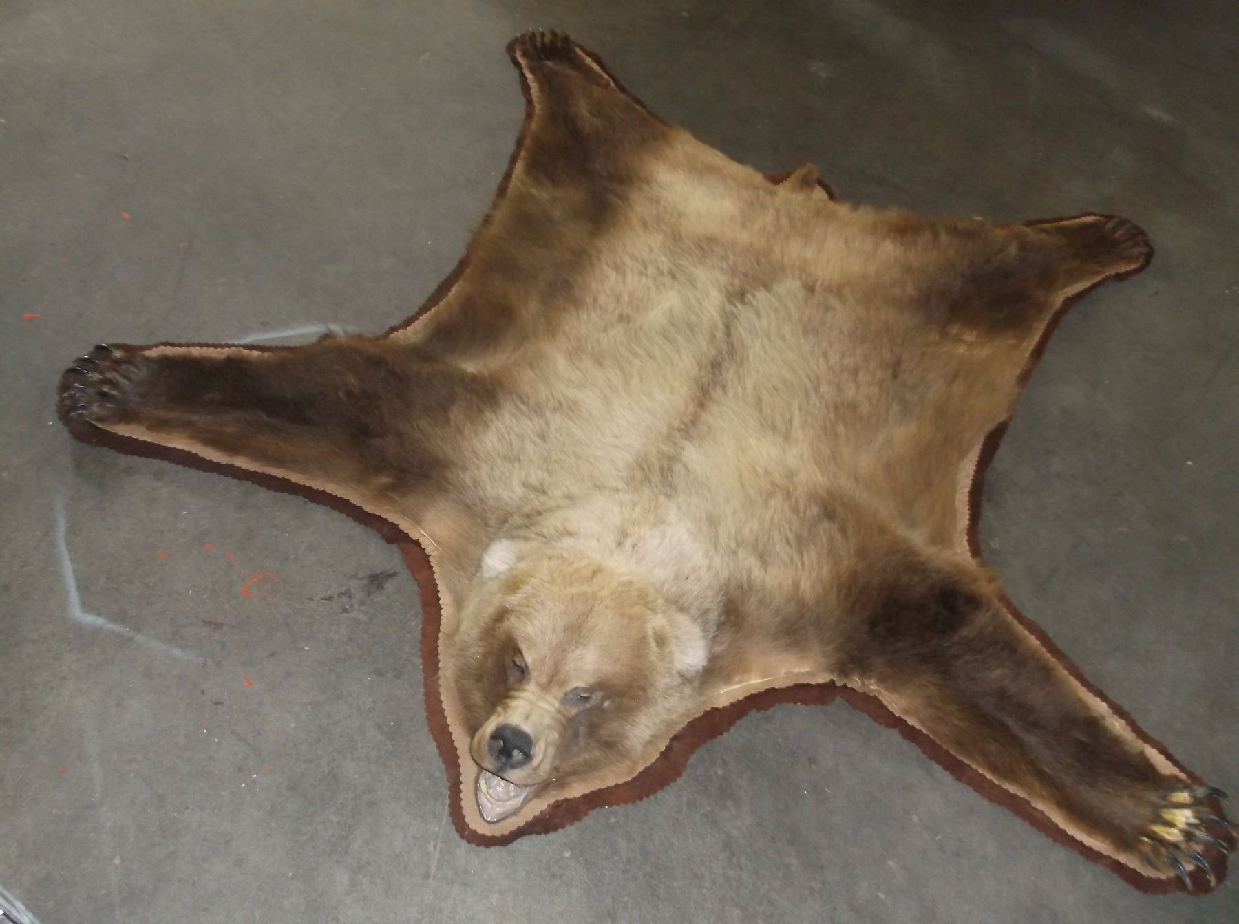 Grizzly Bear Rug- Paper Work- Nose To Tail 79"- Across Front Legs 92 ...