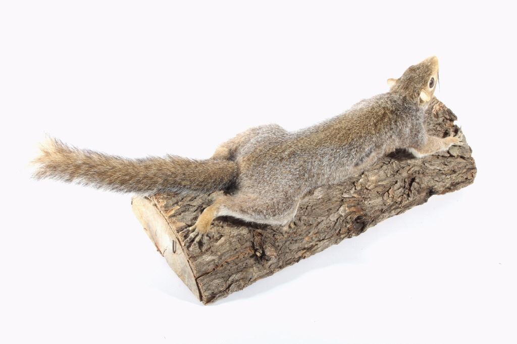 Pair Of Taxidermy Squirrels Mounts On Logs