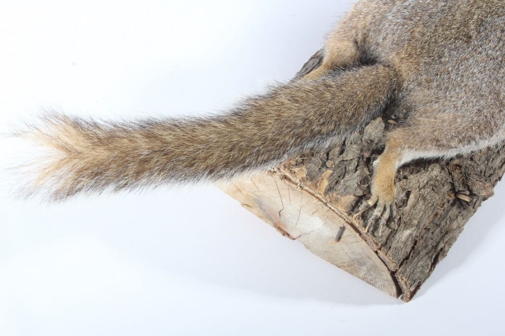 Pair Of Taxidermy Squirrels Mounts On Logs